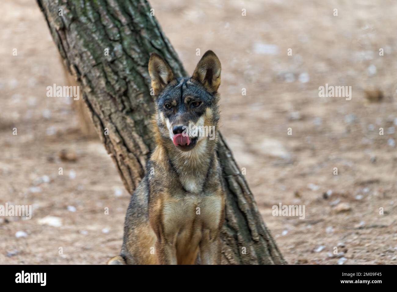 Wolf sitting hi-res stock photography and images - Alamy