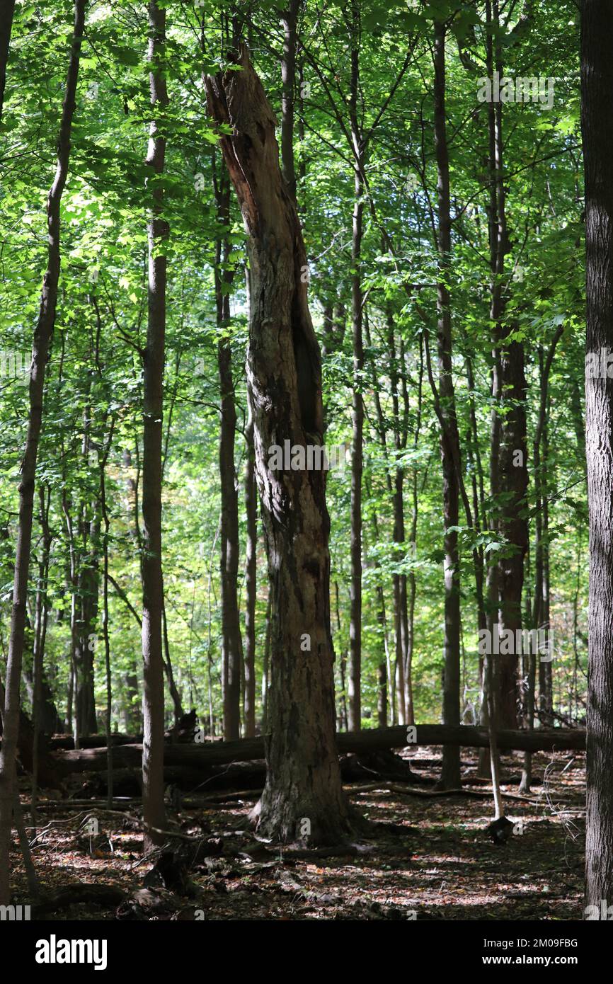 Bear branch nature center hi-res stock photography and images - Alamy