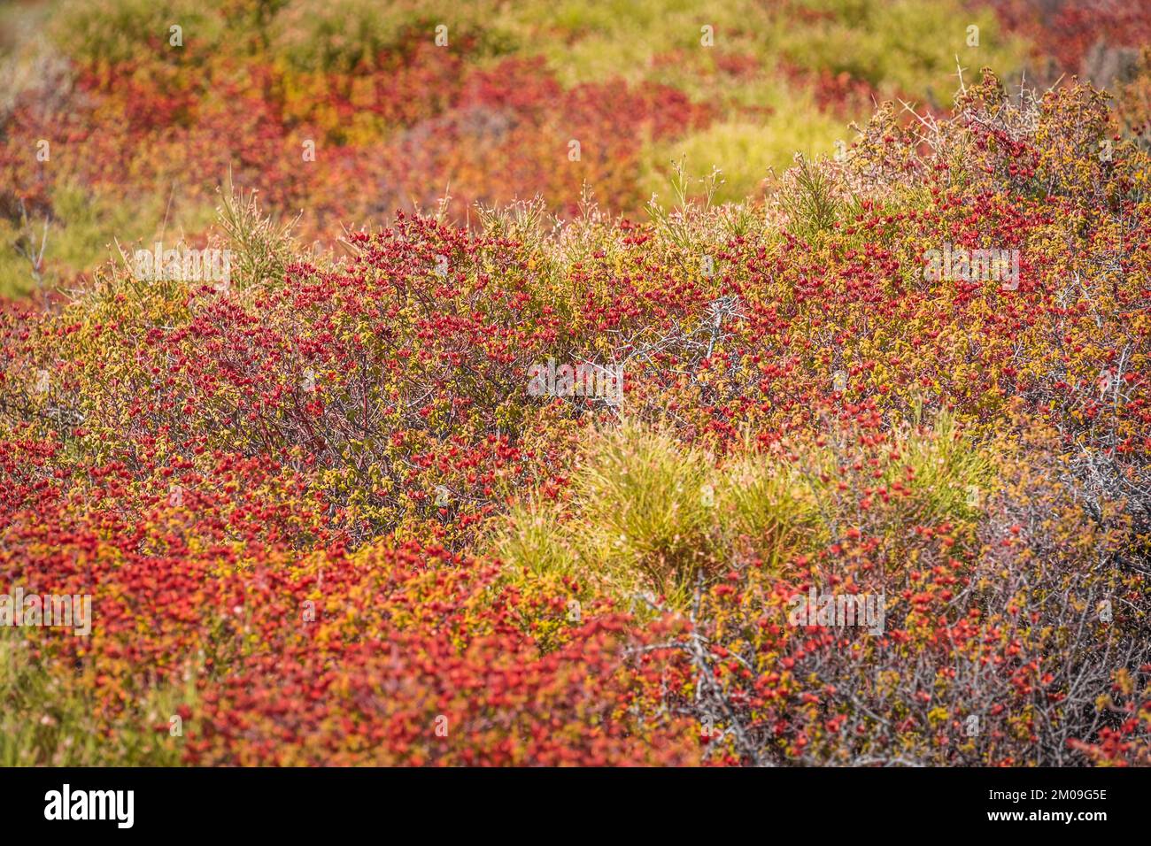 A selective focus shot of tundra shrubs with autumn color in daylight ...