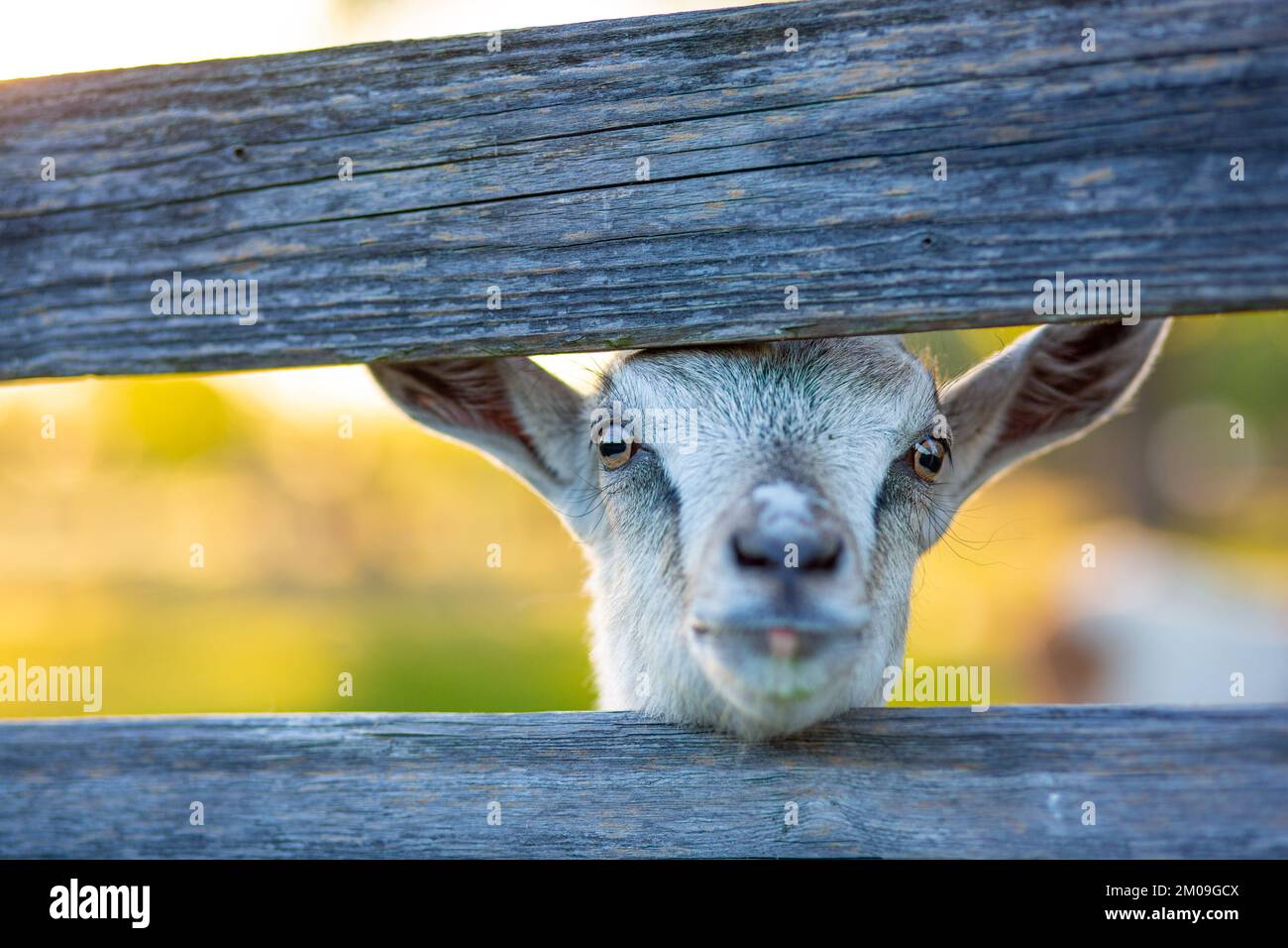A close up portrait of an American pygmy goat between wooden boards ...
