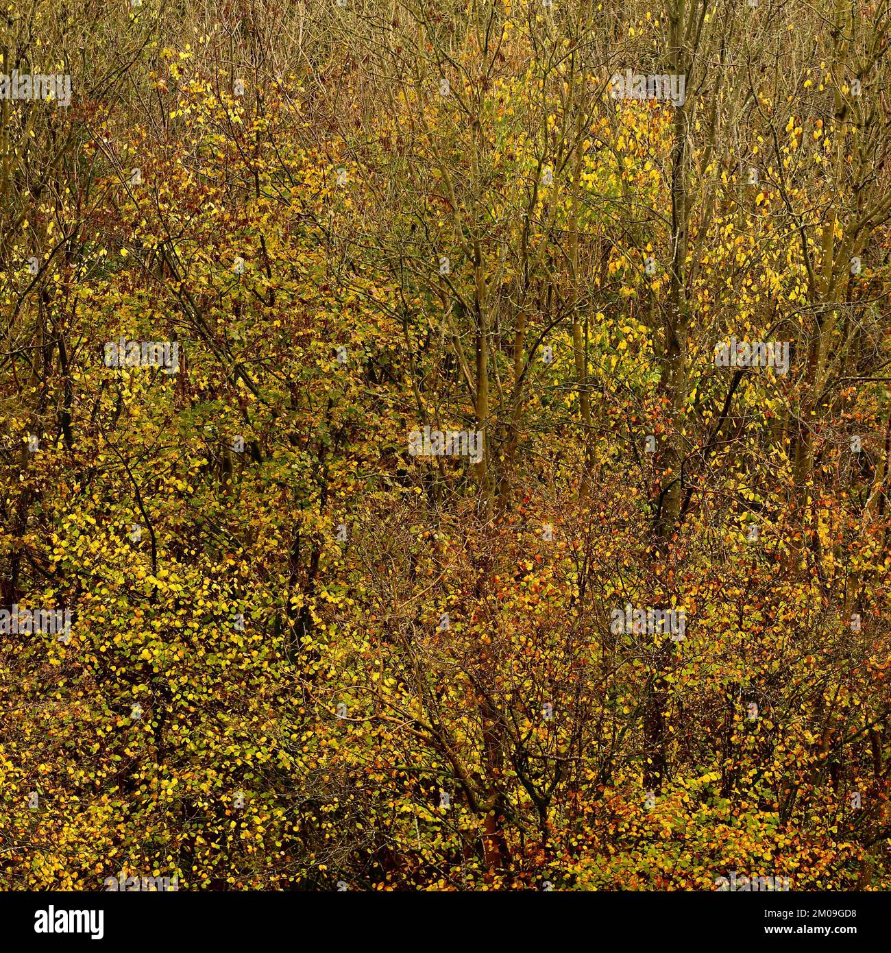 A beautiful view of the fall color trees in an autumnal forest in ...