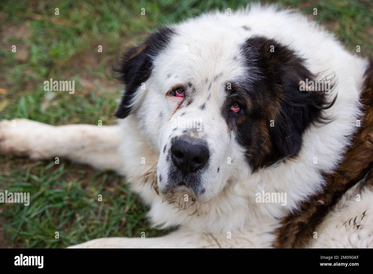 A closeup portrait of a Saint Bernard dog laying on the grass with blur background Stock Photo ...
