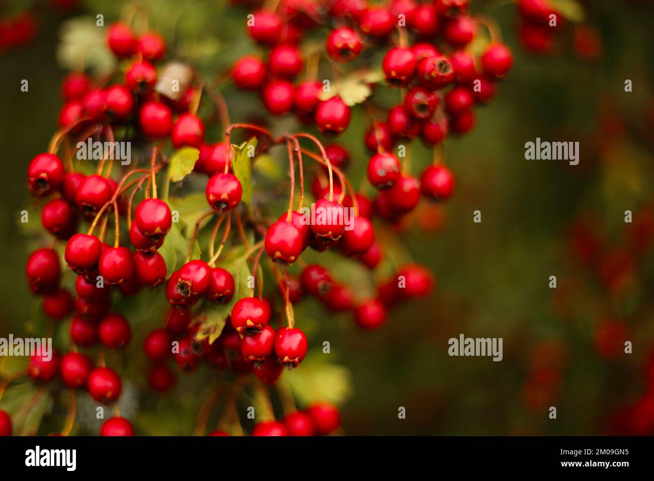 A selective focus shot of the hawthorn plants growing on a tree with ...