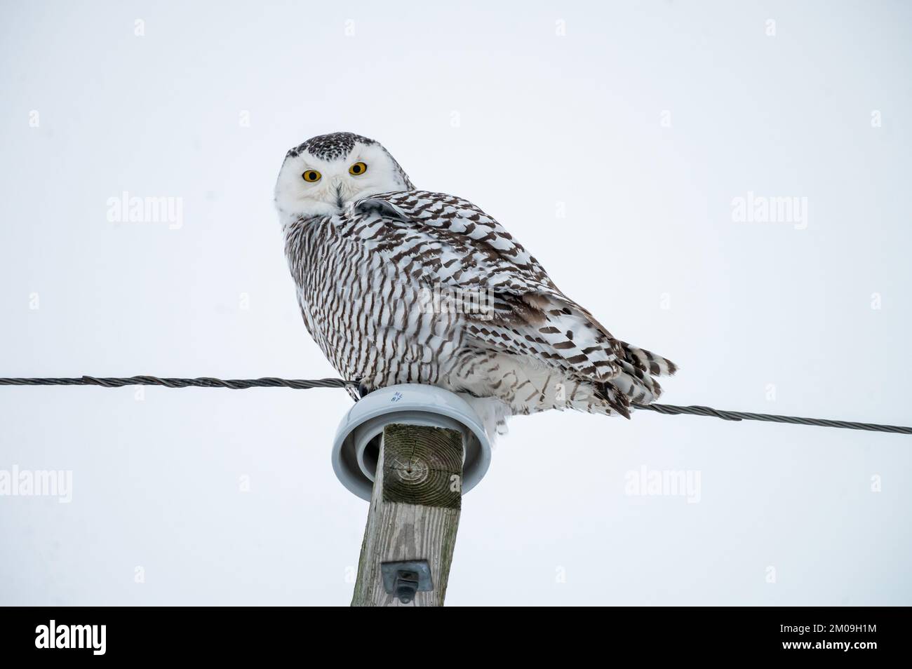 Snowy Owl captured in Michigan winter Stock Photo - Alamy