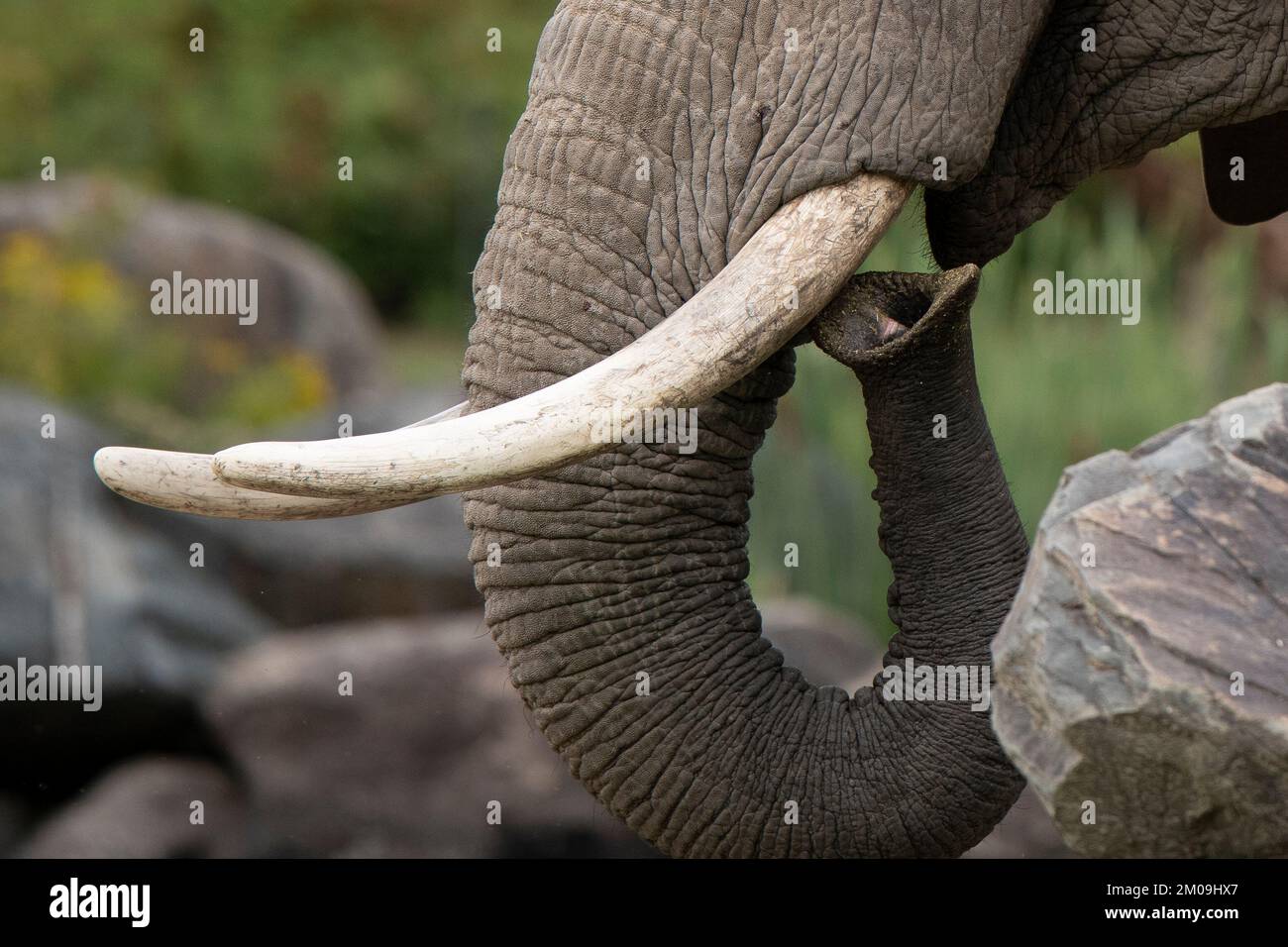 Closeup of an elephants trunk and tusk Stock Photo - Alamy