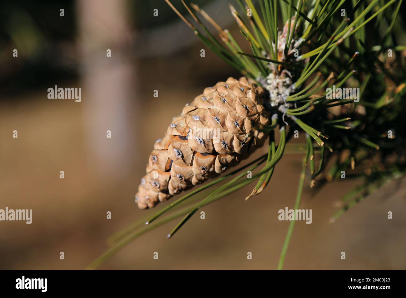 Pinaceae tree hi-res stock photography and images - Alamy