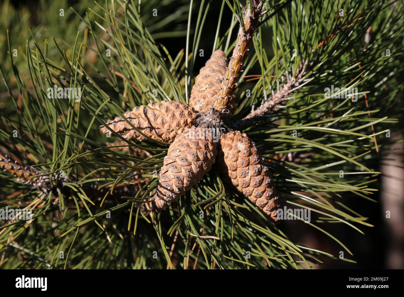 Pinus nigra, Austrian pine, Pinaceae. Wild plant, taken in winter Stock ...