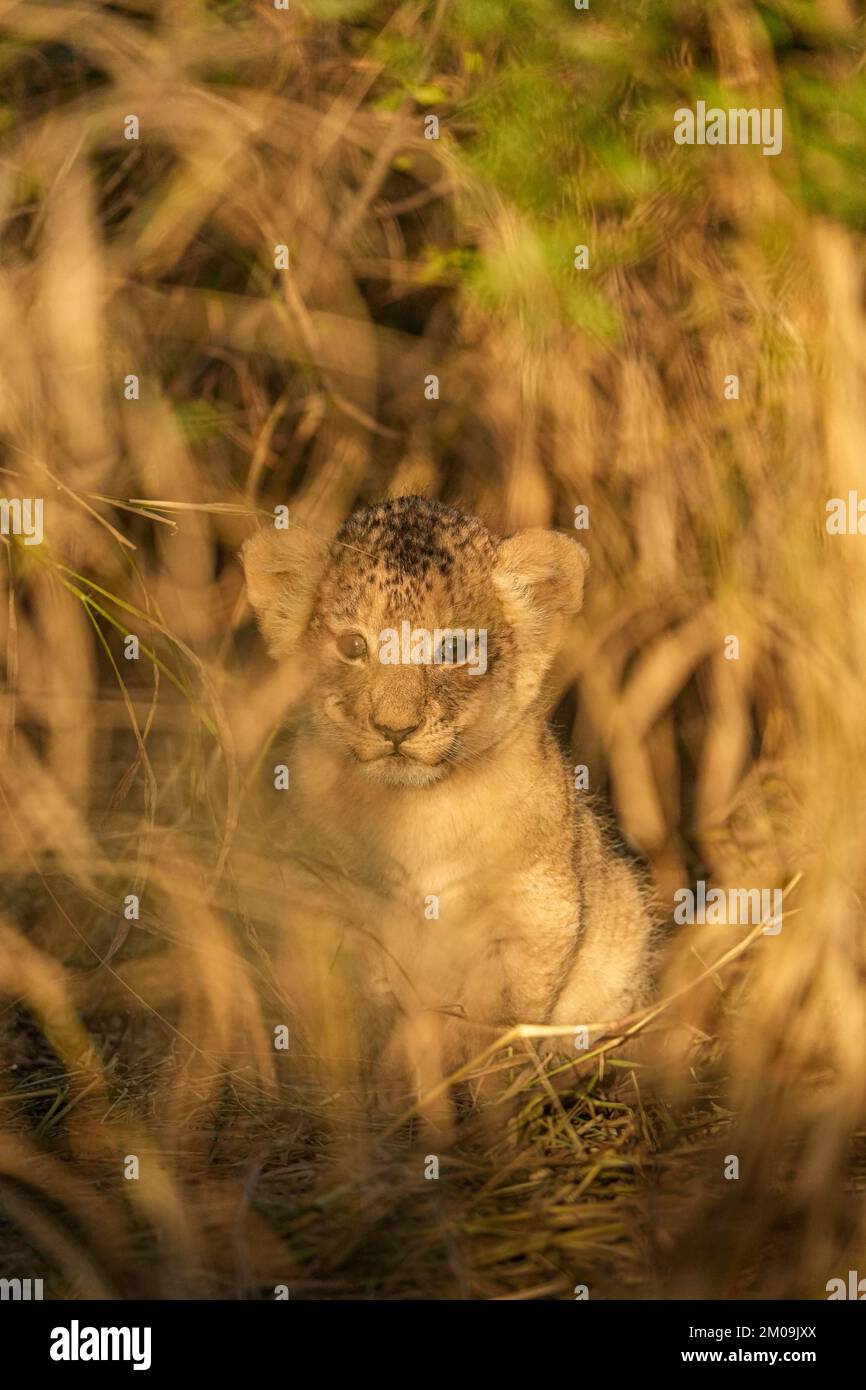Baby lion cub left in hiding Stock Photo - Alamy