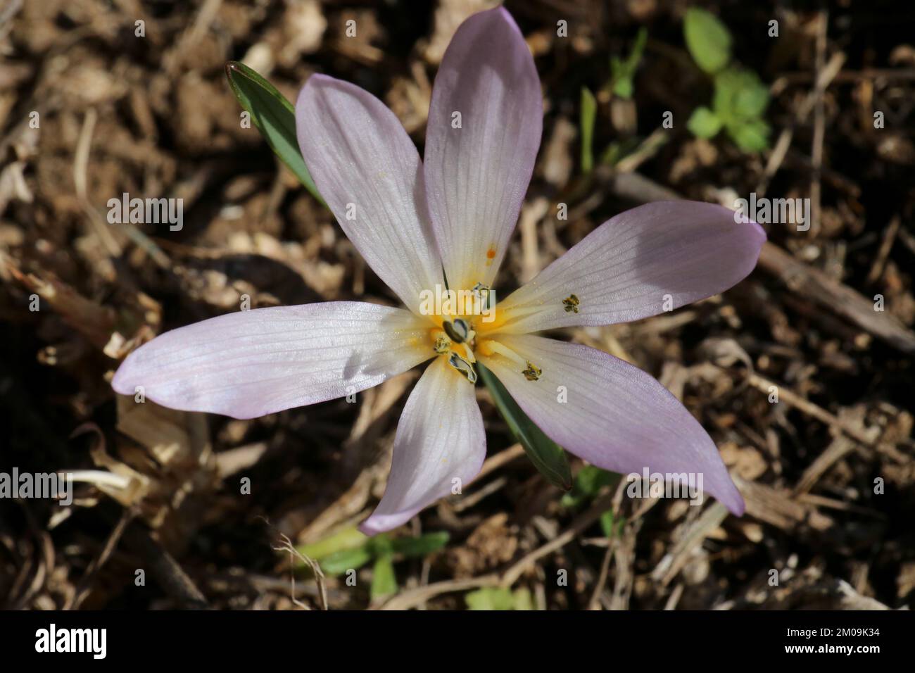 Colchicum triphyllum, Colchicacea, Wild plant, taken in winter Stock ...