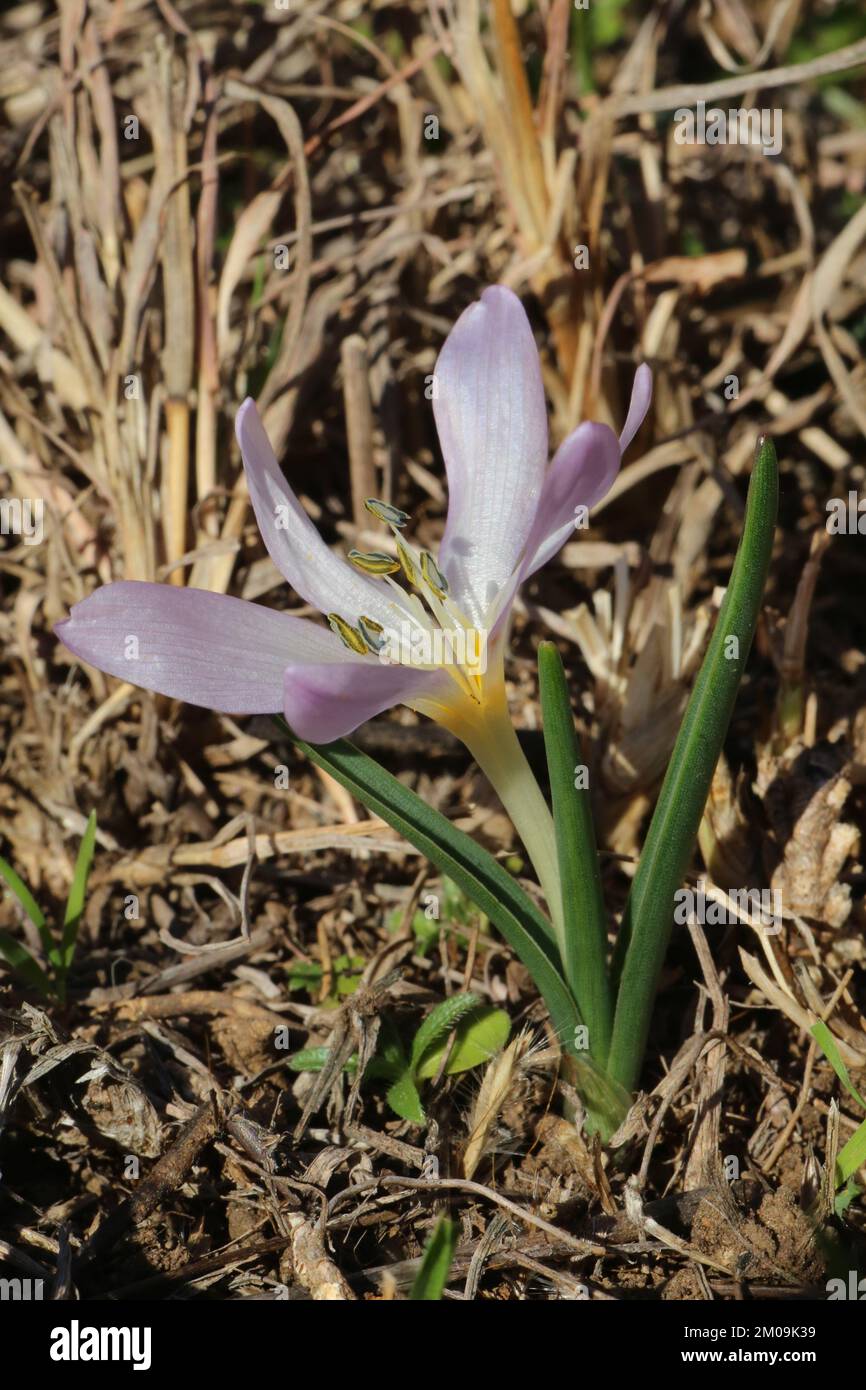 Colchicum triphyllum, Colchicacea, Wild plant, taken in winter Stock ...