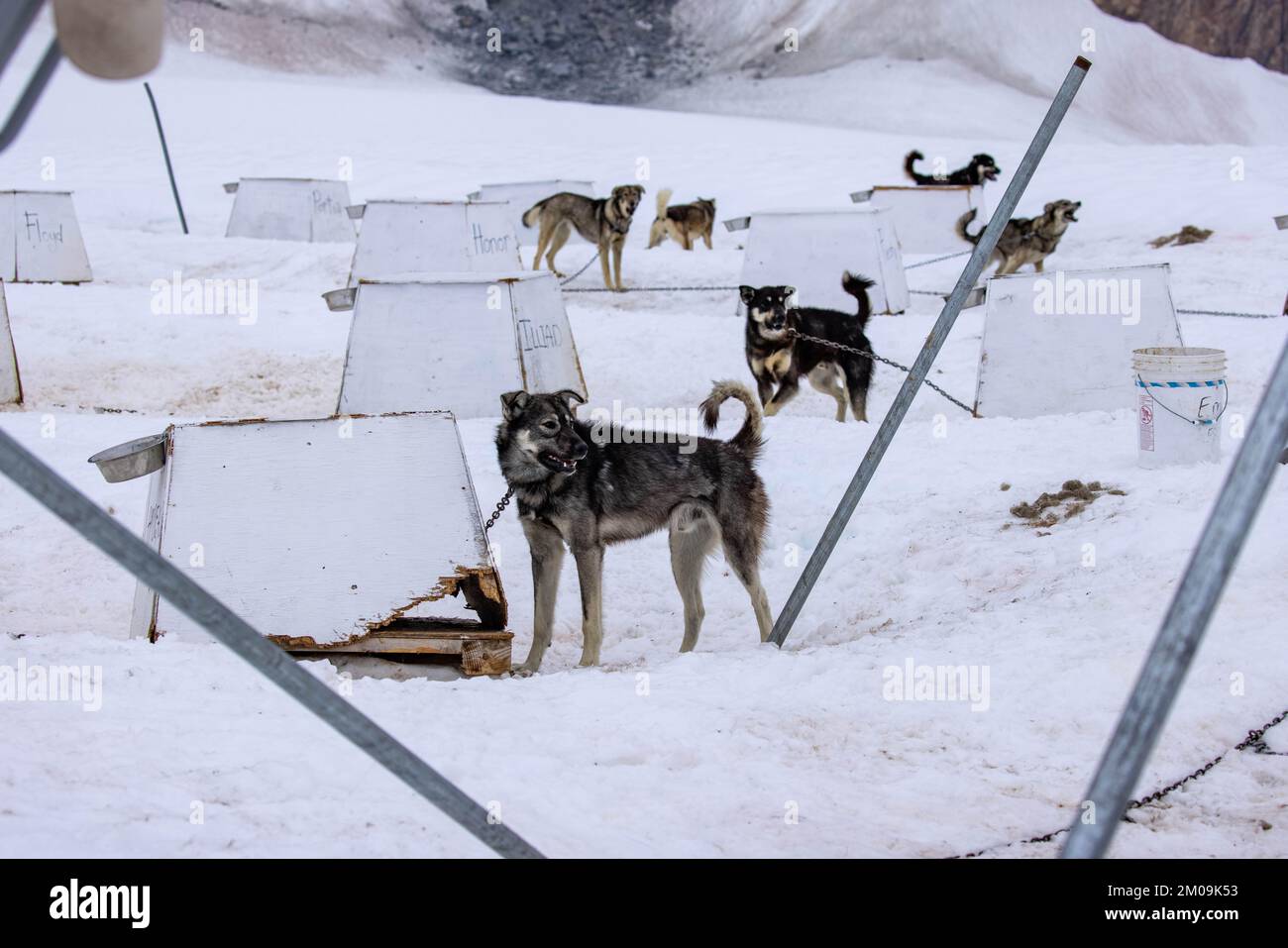 A group of sled dogs chained to kennels in Juneau, Alaska Stock Photo ...