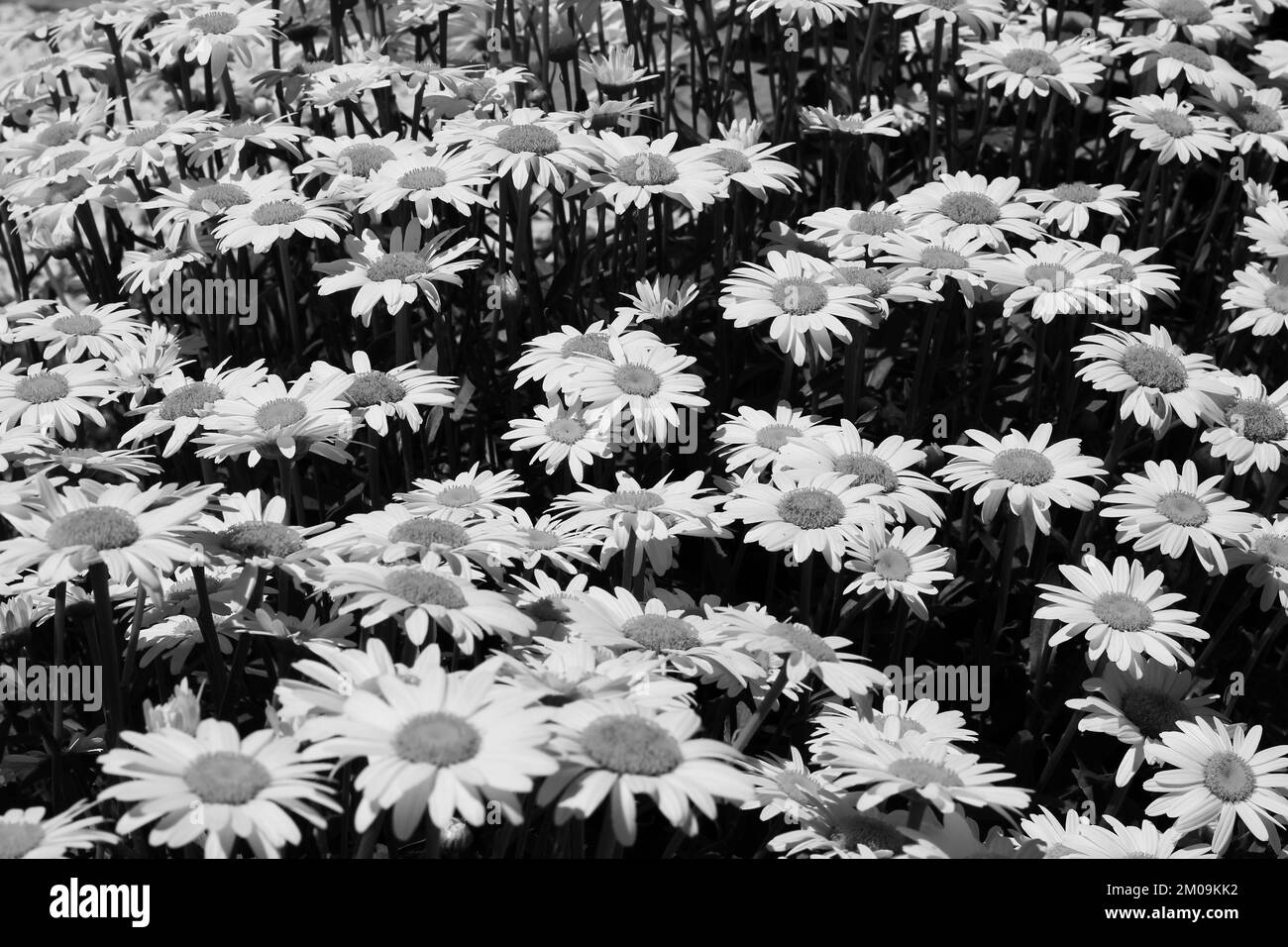 Field Of Daisies Black And White