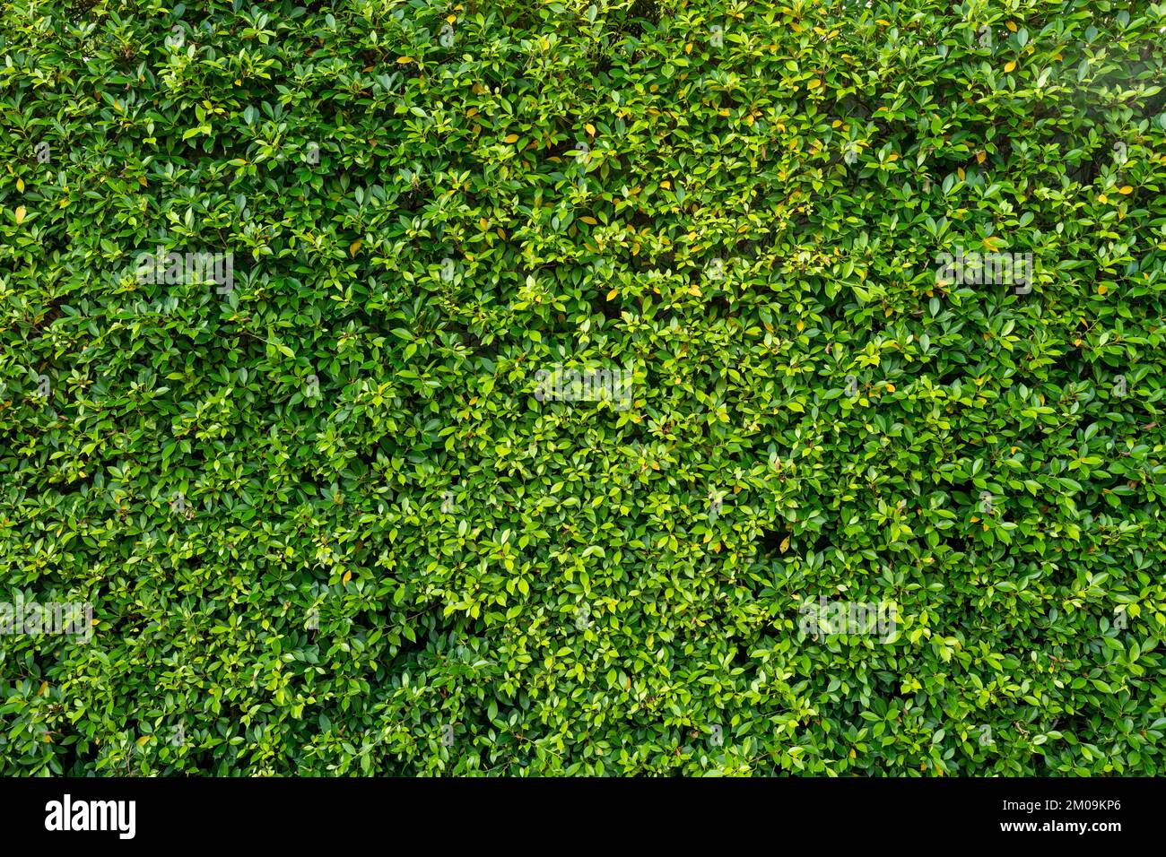 A perfectly-trimmed evergreen hedge plant texture to use as a ...