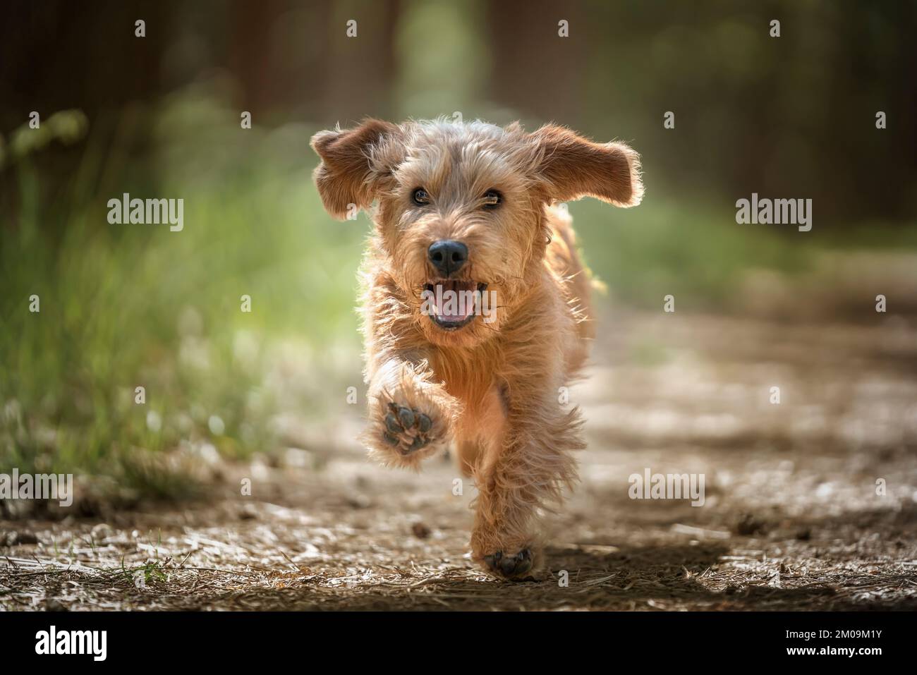 Basset Fauve de Bretagne dog running directly at the camera in the ...