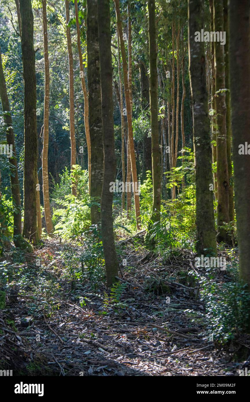 A vertical shot of lush trees with thin trunks in a forest in Chile ...