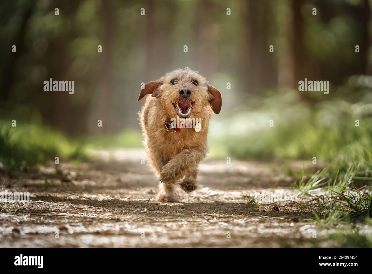 Basset Fauve de Bretagne dog running directly at the camera in the ...