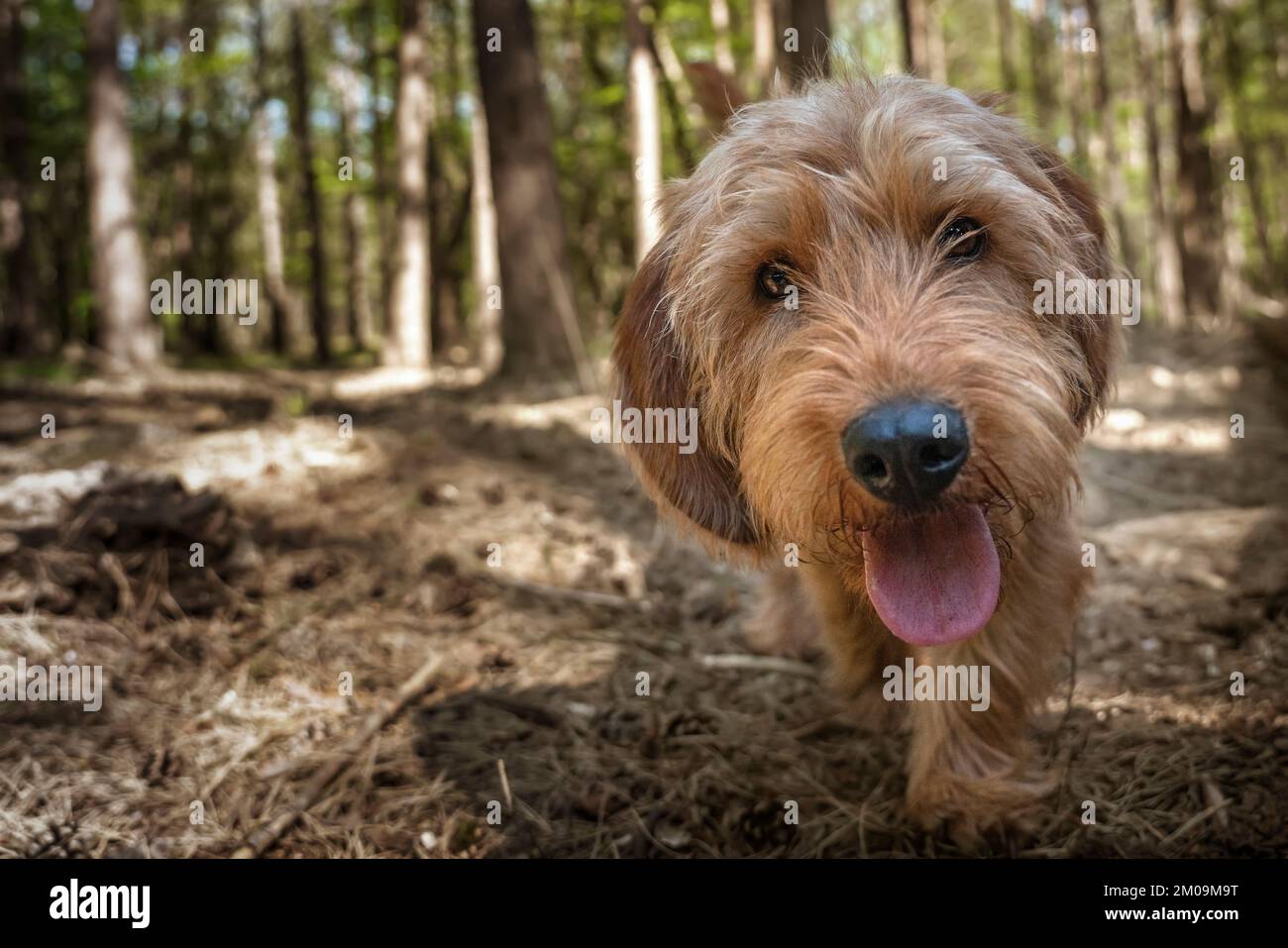 Basset Fauve de Bretagne dog walking close up directly at the camera at ...