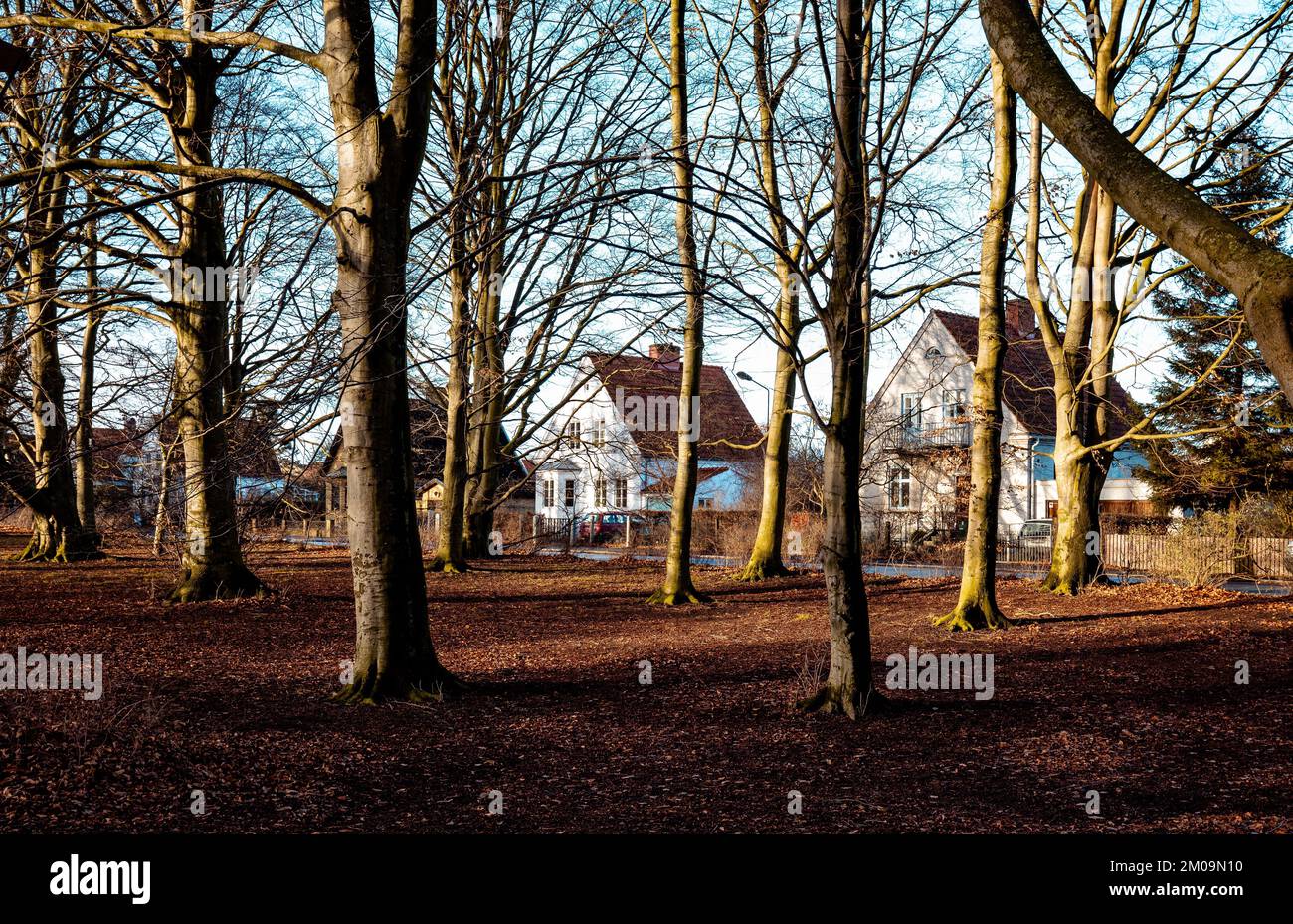 A forest with leafless trees and buildings in the background Stock ...