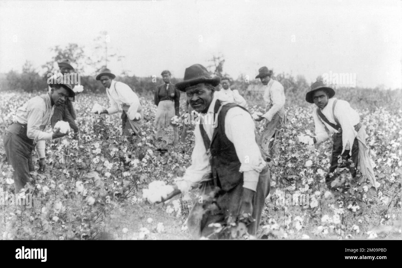 Black people cotton Black and White Stock Photos & Images - Alamy