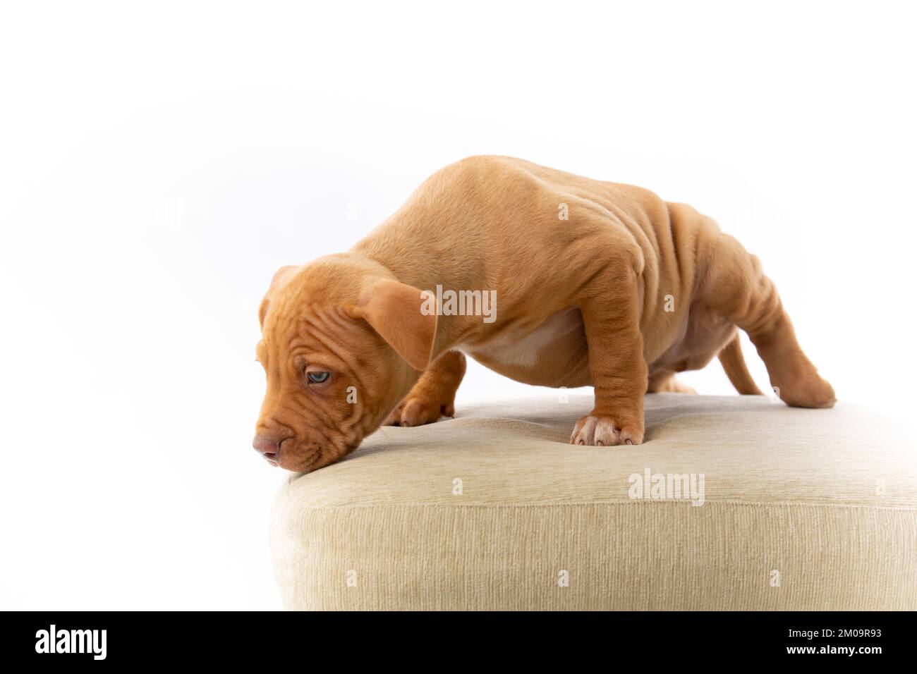 Red Pitbull Dog Hi-res Stock Photography And Images Alamy, 51% OFF