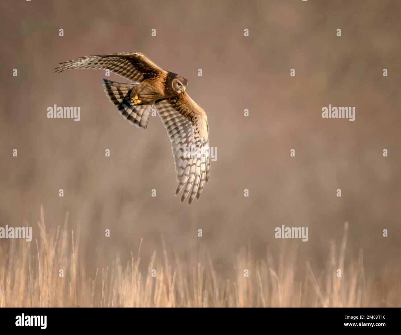 White harrier hi-res stock photography and images - Alamy