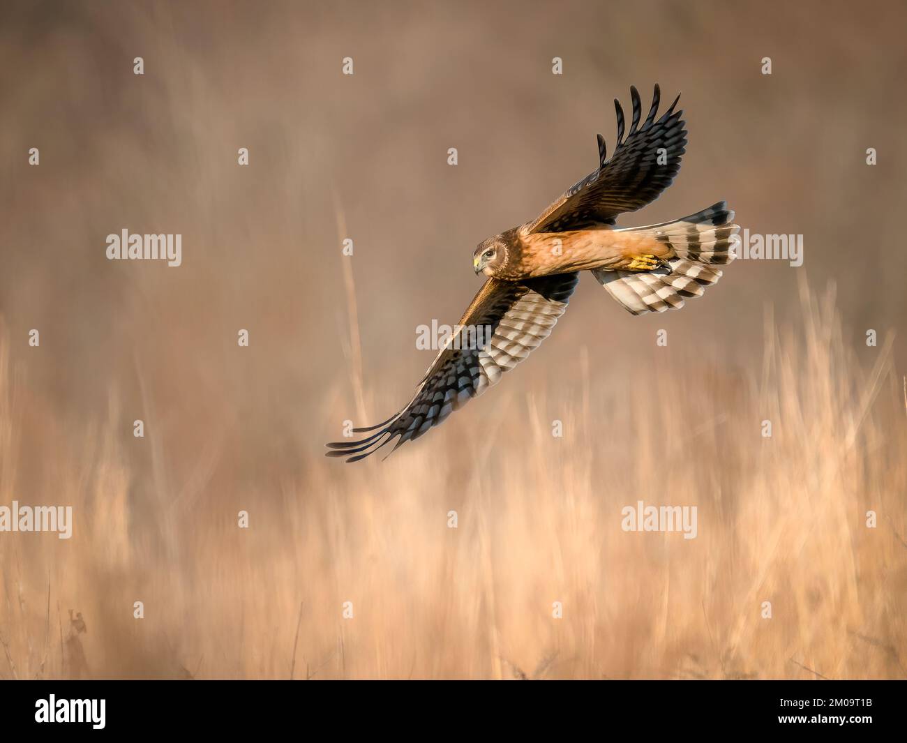 White harrier hi-res stock photography and images - Alamy