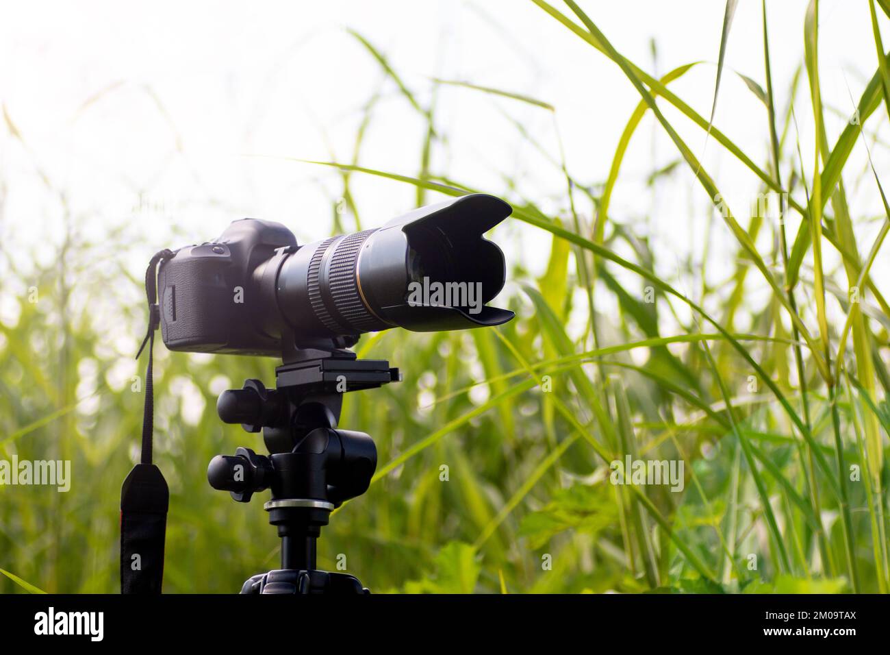 Camera and zoom lens camouflaged among leaves, wildlife photography ...