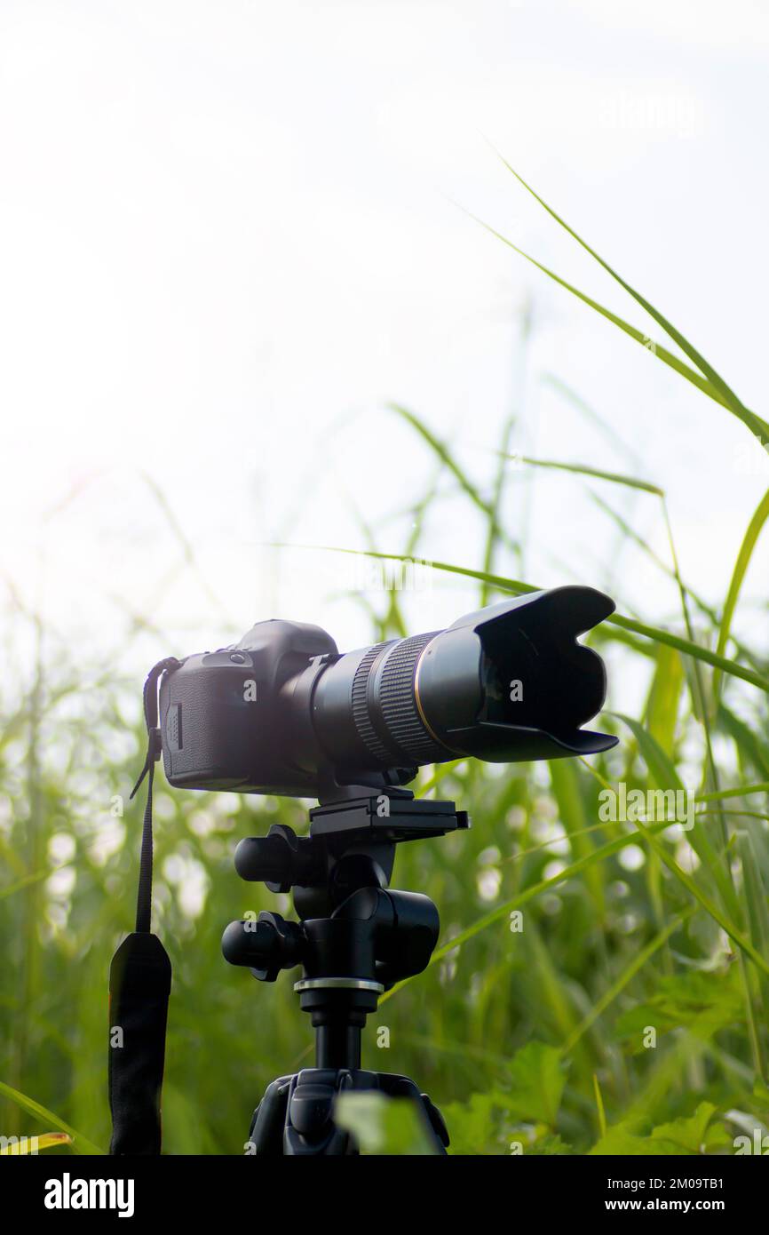 Camera and zoom lens camouflaged among leaves, wildlife photography ...