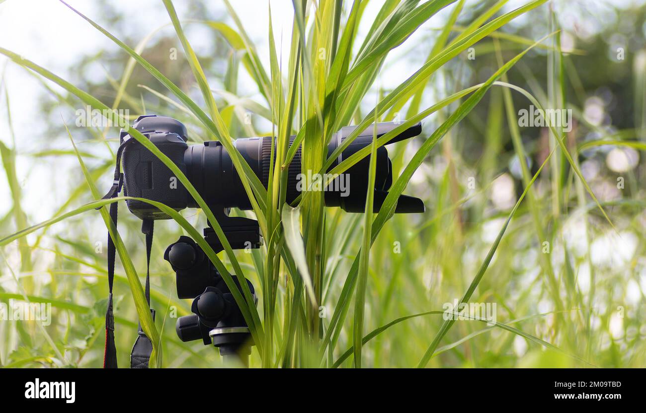 Camera and zoom lens camouflaged among leaves, wildlife photography ...