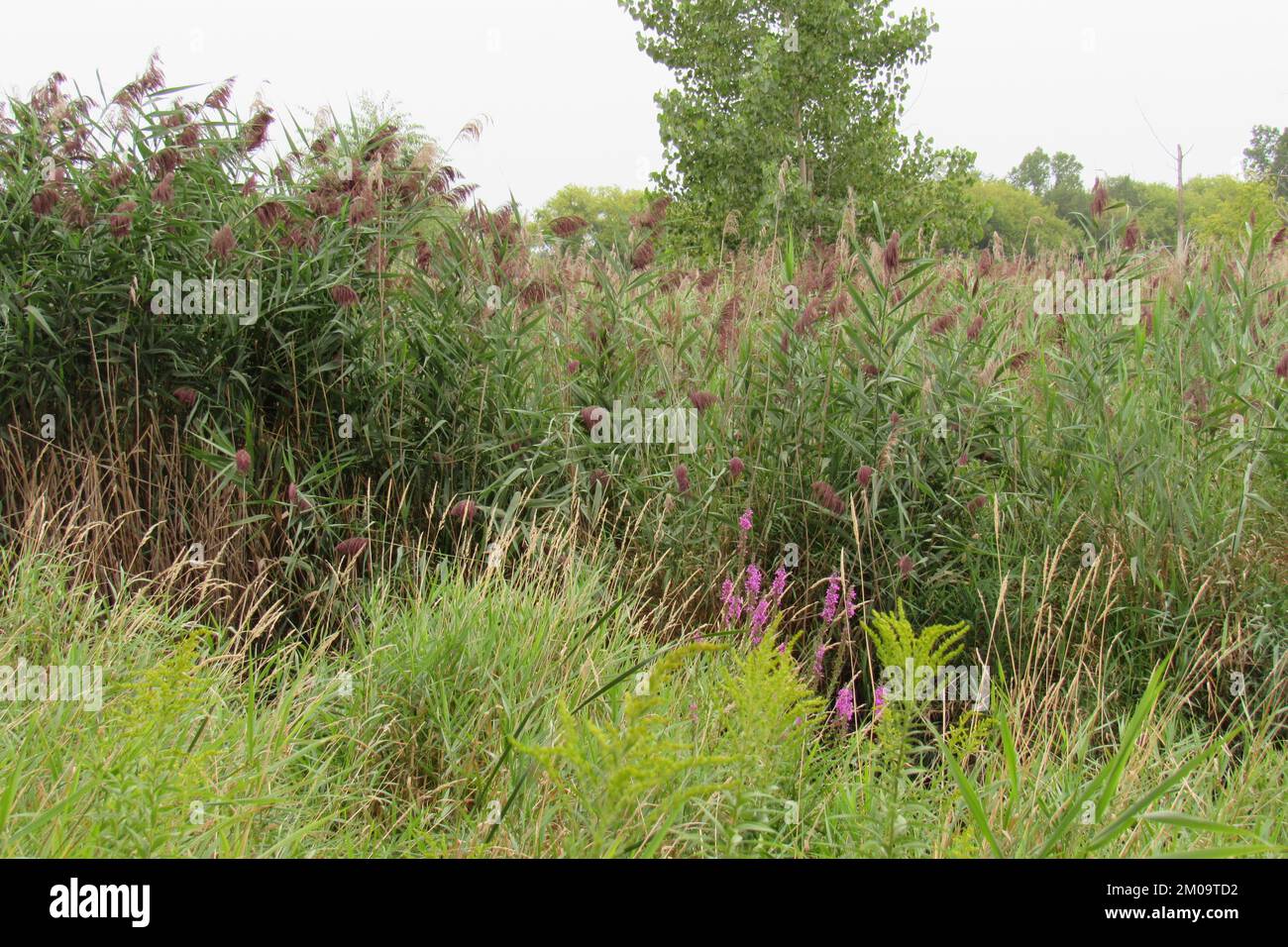 A natural scenery of a common reed (Phragmites australis) field Stock ...