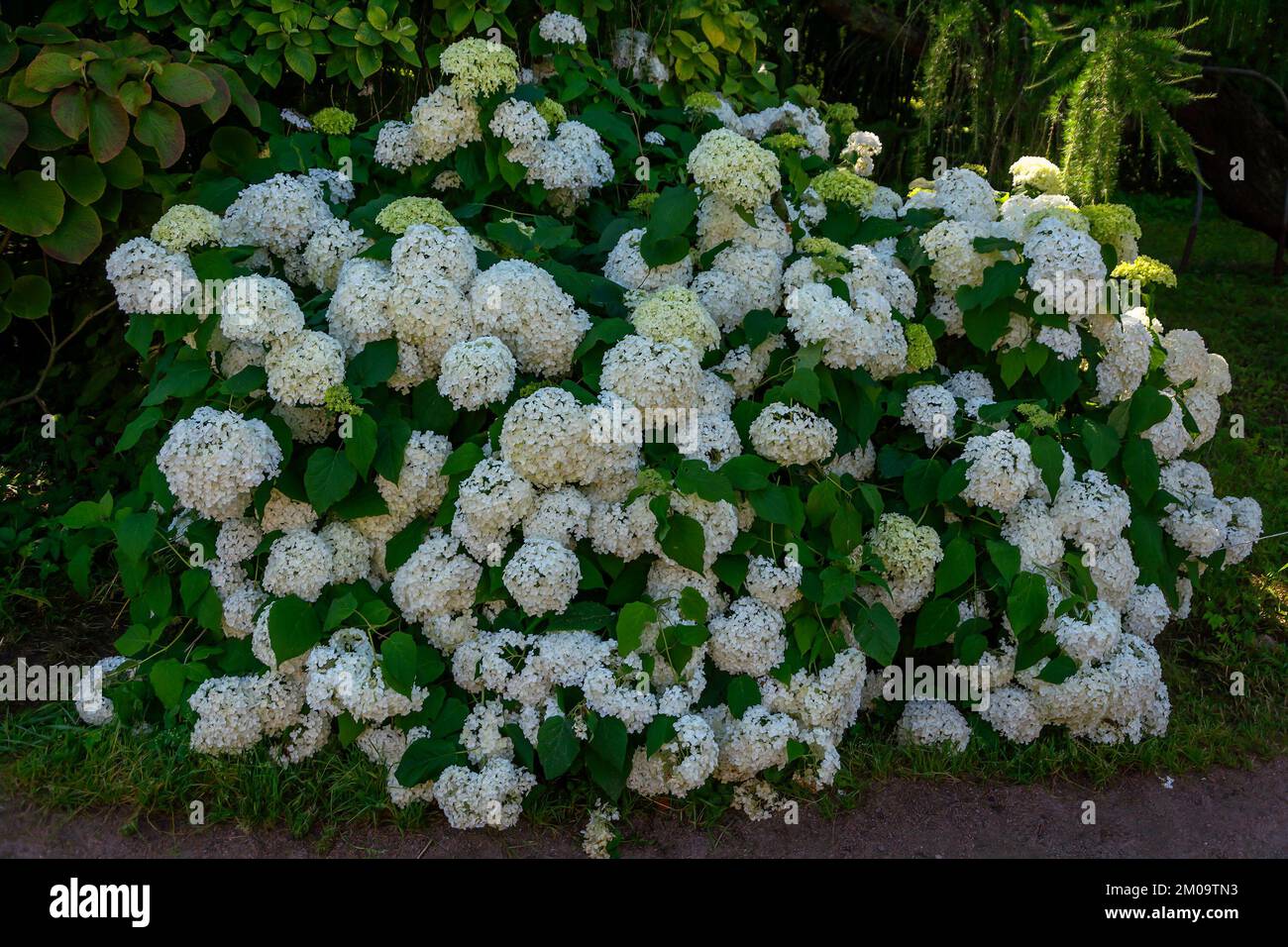 Hydrangea treelike hi-res stock photography and images - Alamy