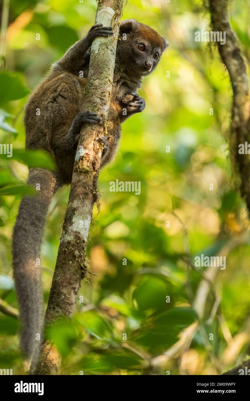 Eastern Lesser Bamboo Lemur - Hapalemur griseus, Madagascar rain forest ...