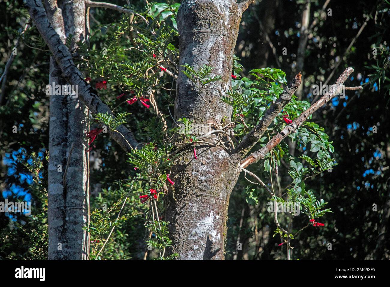 A closeup shot of a tree with trumpet vine flowers in a forest Stock ...