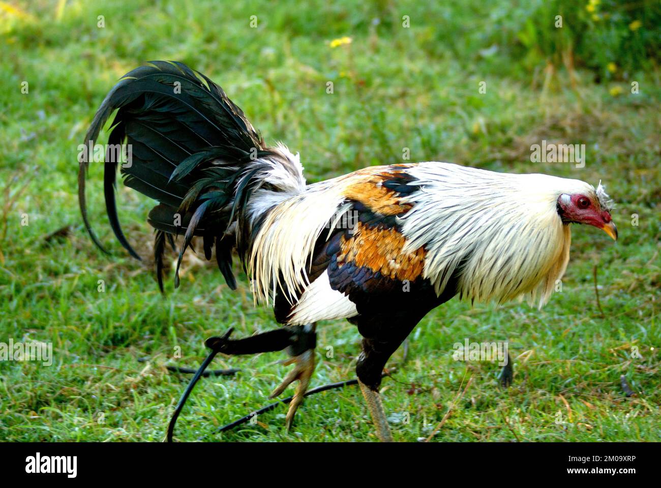 A yellow amber ivory fighting cock on a field in a game farm Stock ...