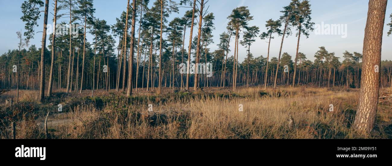 Sparse grasses hi-res stock photography and images - Alamy