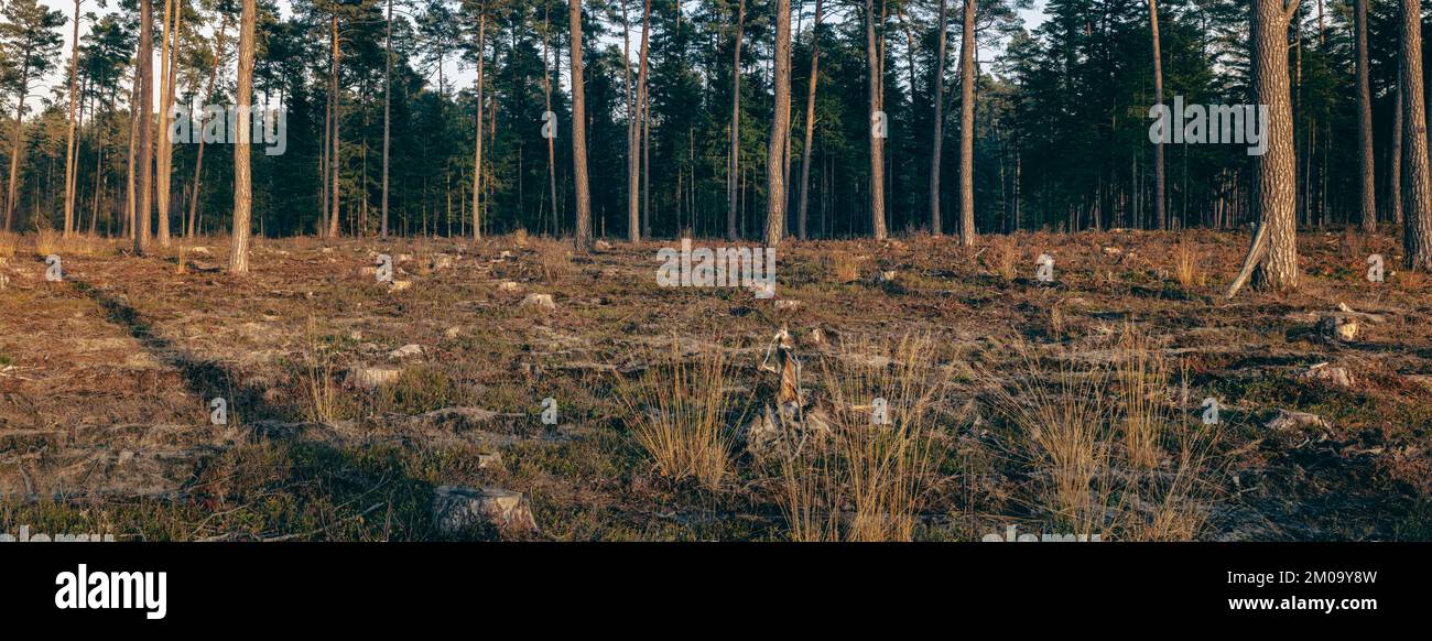 Branches of a cut forest in the sun - panorama of tree trunks Stock ...
