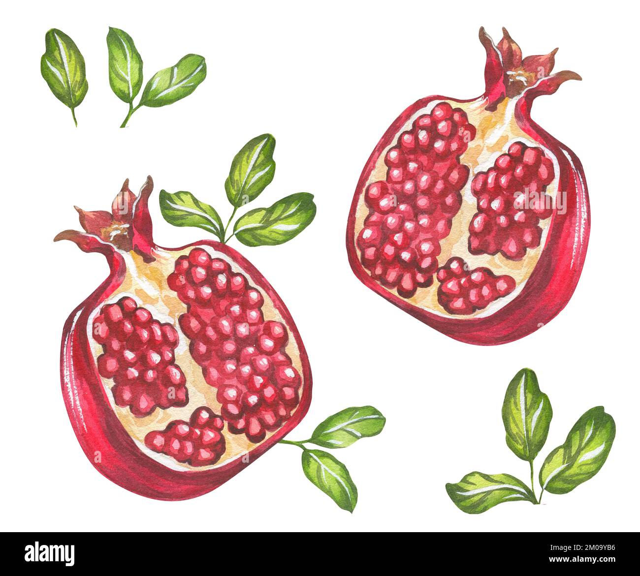 Pomegranate fruit and flowers. Watercolor illustration of pomegranate ...