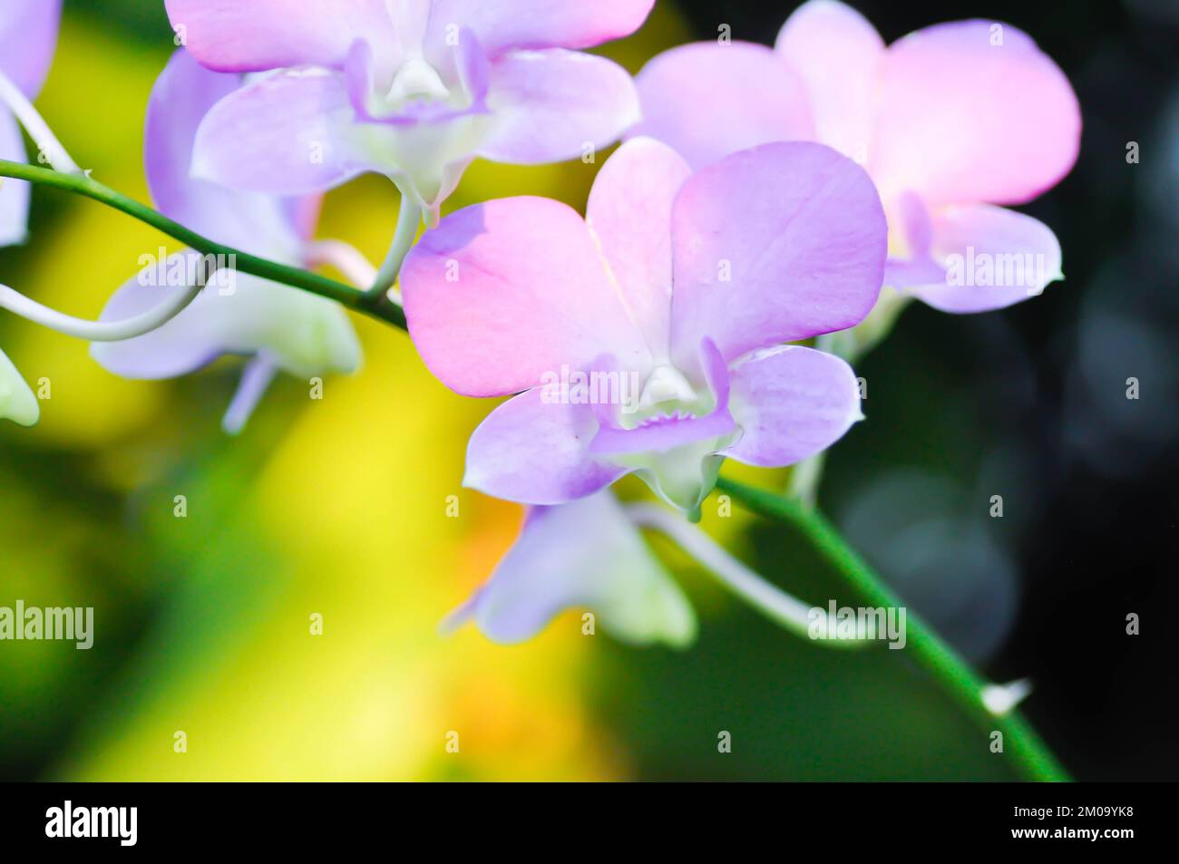 purple orchid flower or orchidaceae plant in the garden Stock Photo - Alamy