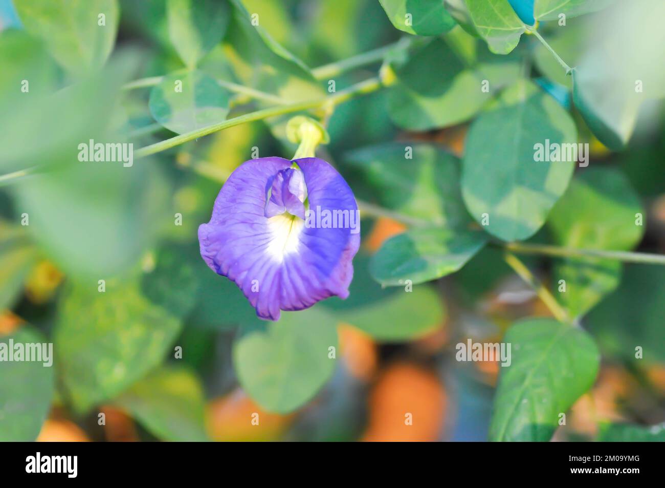 butterfly pea , blue pea flower or Clitoria ternatea L or PAPILIONACEAE ...