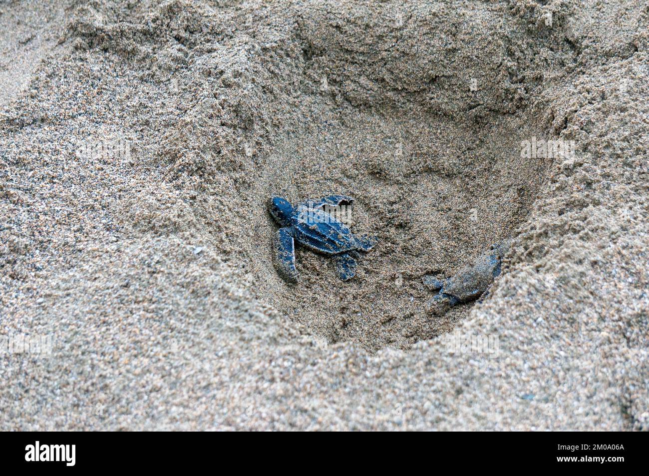 Two baby leatherback sea turtles in a sand Stock Photo - Alamy