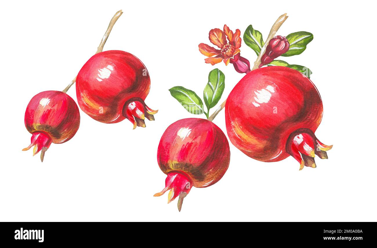 Pomegranate fruit and flowers. Watercolor illustration of pomegranate ...