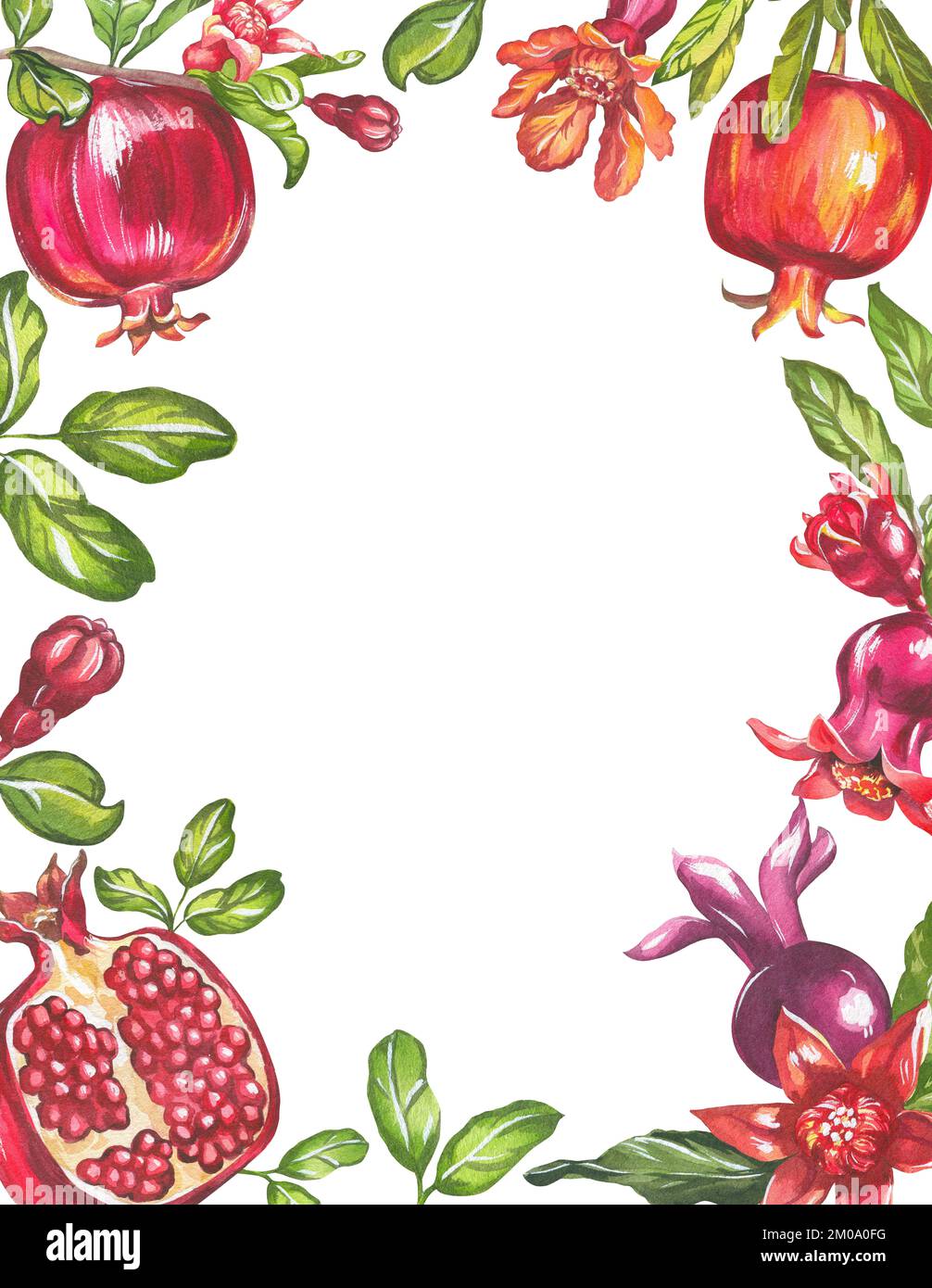 Pomegranate fruit and flowers. Watercolor illustration of pomegranate ...