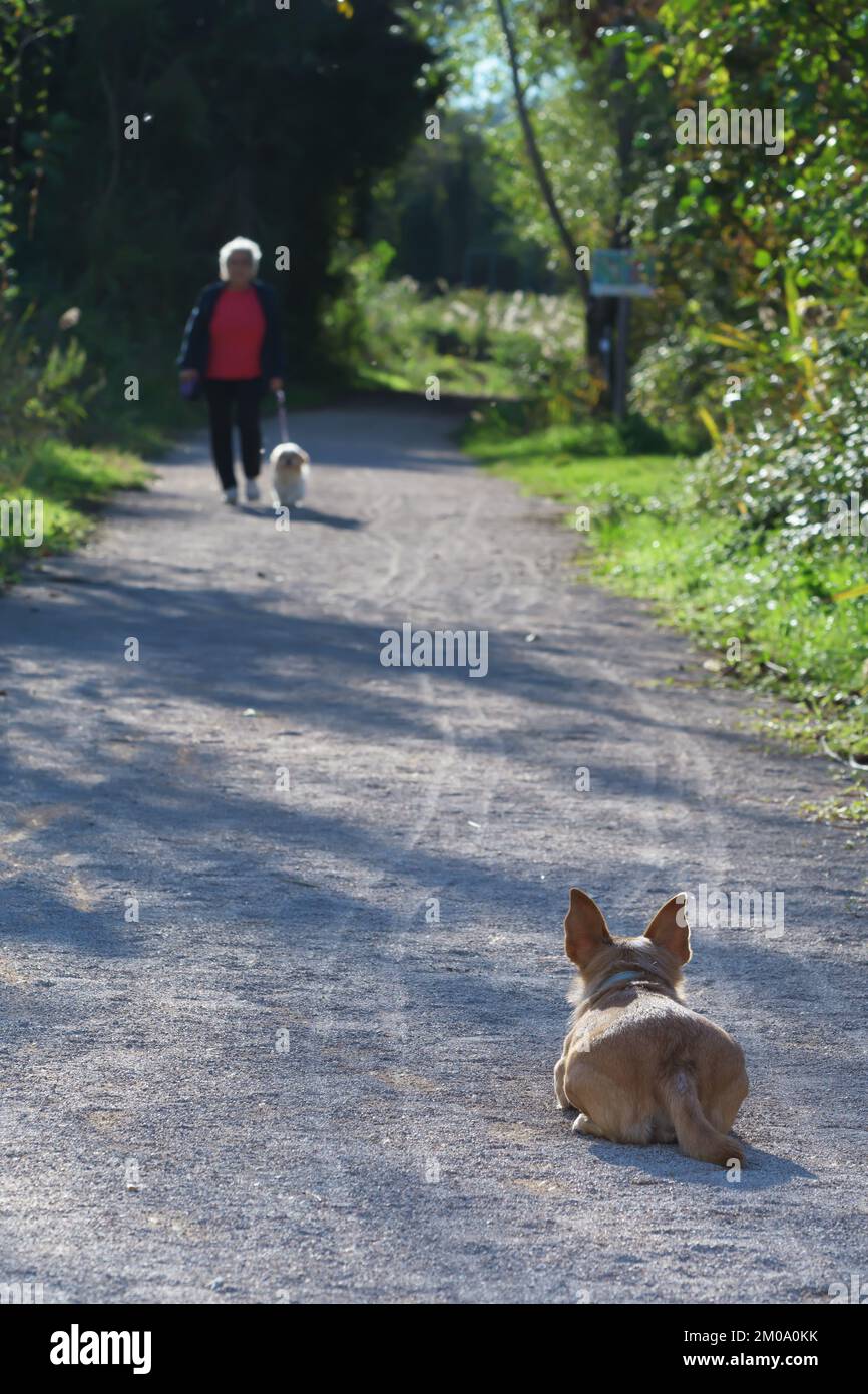Small brown dog lying down on path in a playful pose, observing and ...