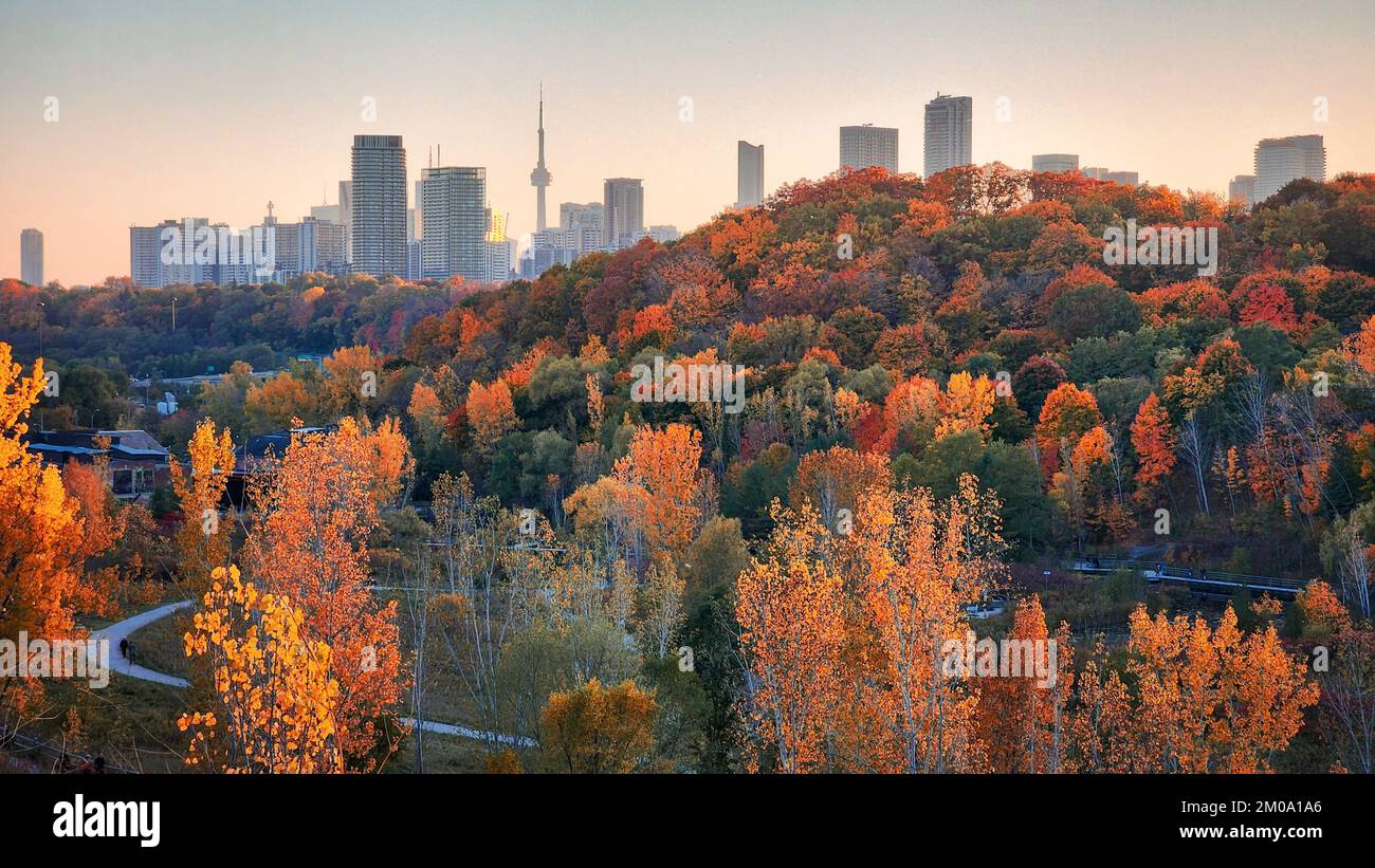 A park on the mountain covered with autumn trees with orange leaves and ...