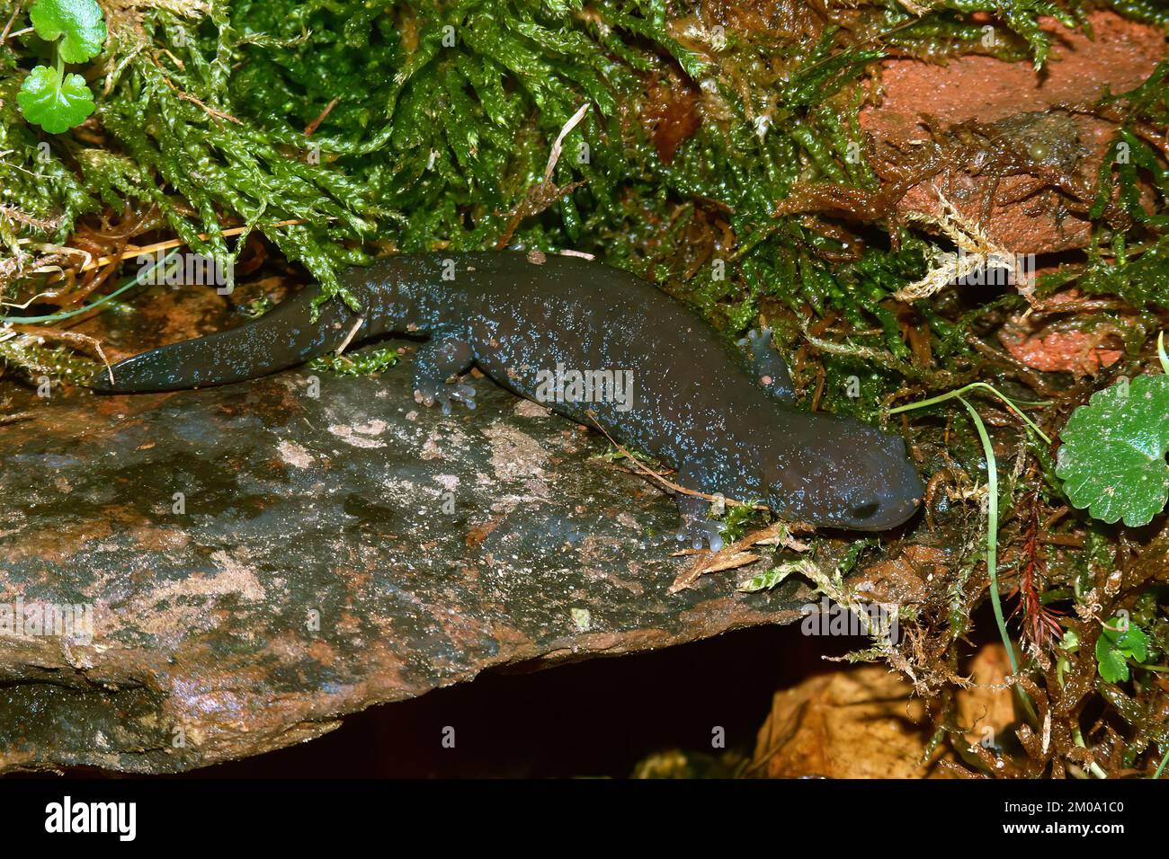 Natural closeup on the rarely photographed Chinese Yiwu hynobiid ...