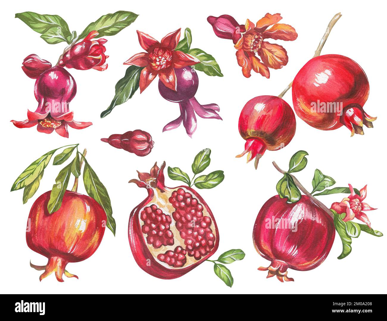 Pomegranate fruit and flowers. Watercolor illustration of pomegranate ...