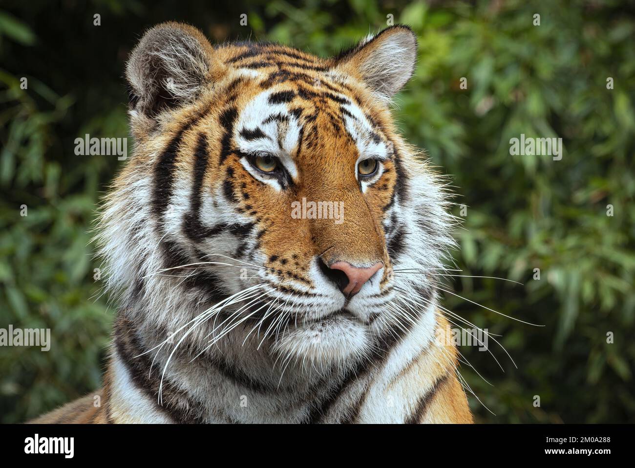Tiger monkey flower hi-res stock photography and images - Alamy