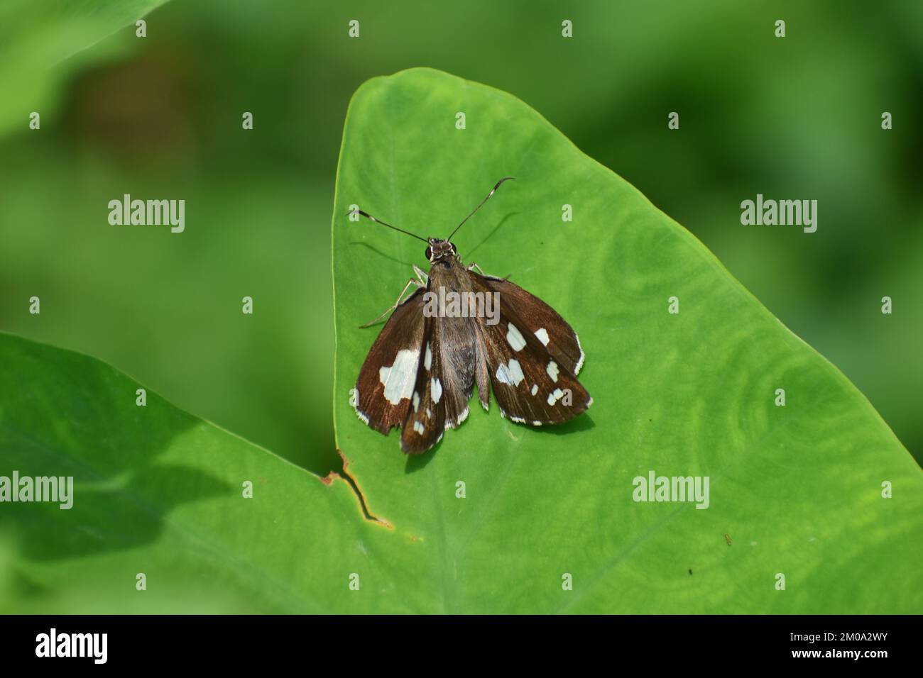 Upperside view of Grass demon butterfly. Udaspes folus Stock Photo - Alamy
