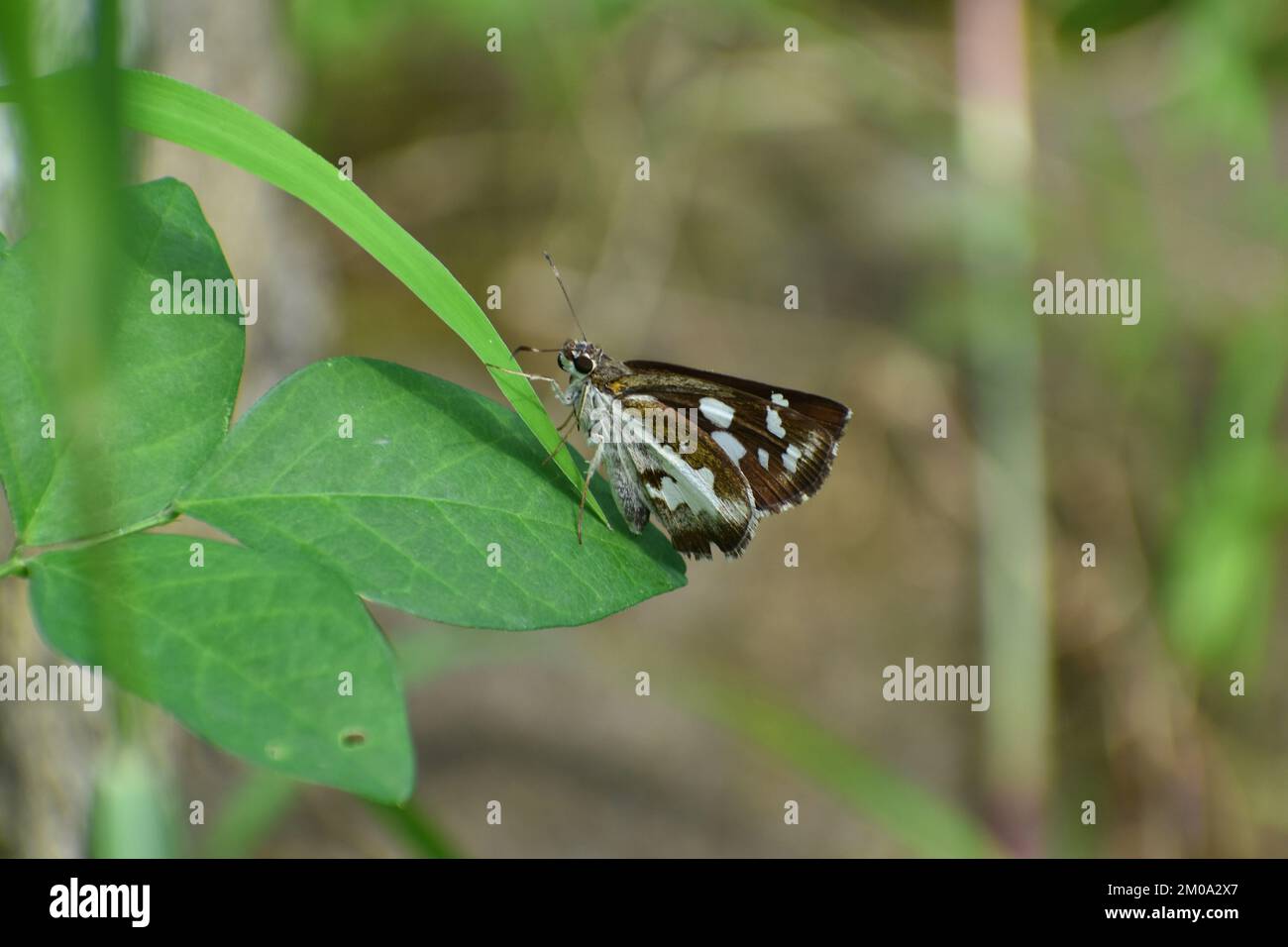 Grass demon butterfly resting on green leaf. Udaspes folus. Central ...