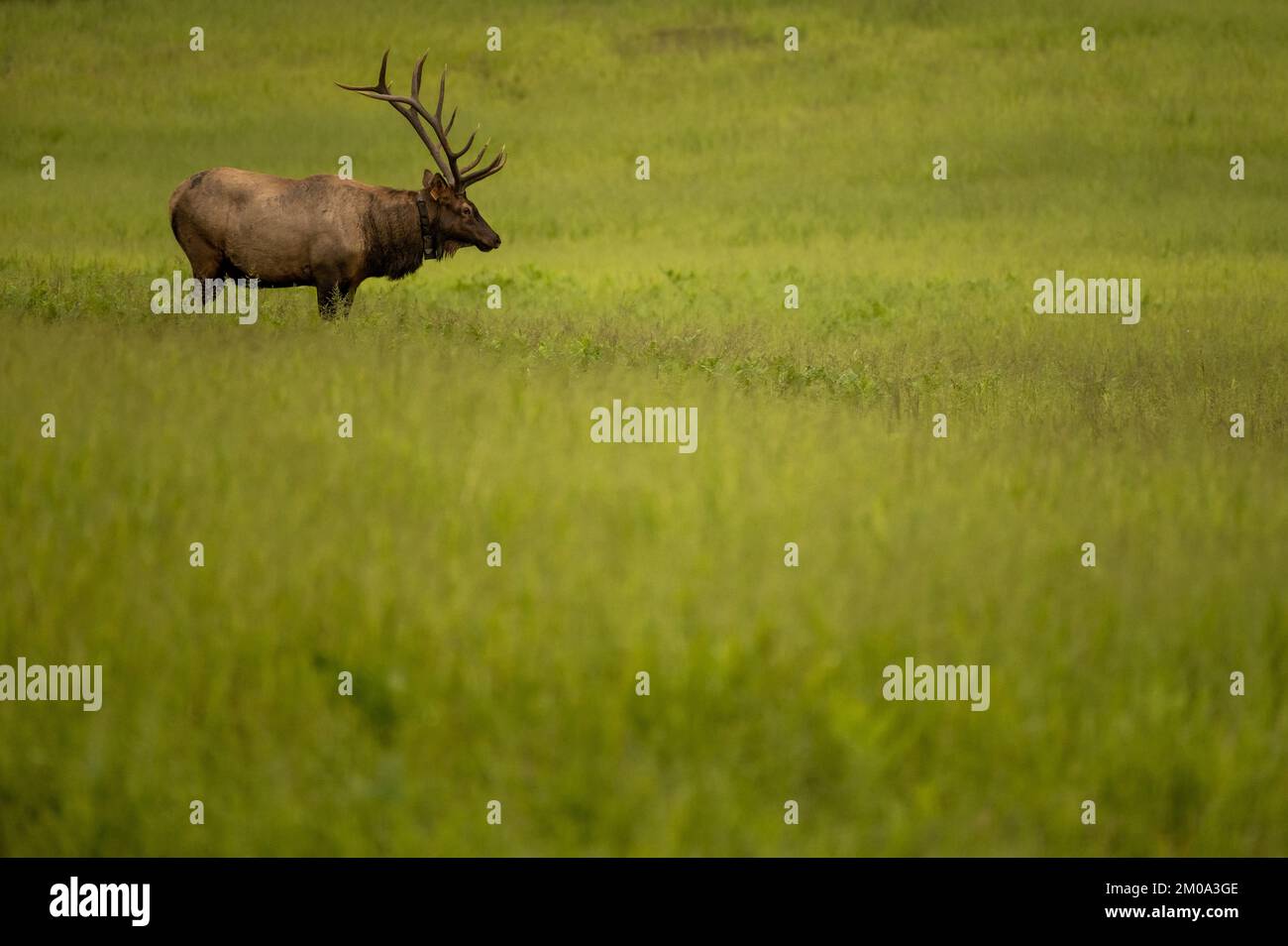 Large Bull Elk Stands Alone In Grassy Meadow in the Smokies Stock Photo ...